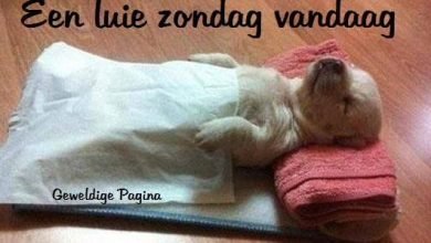 ᐅ goedemorgen zondag humor - Zondag - Leukeplaatjes.nl